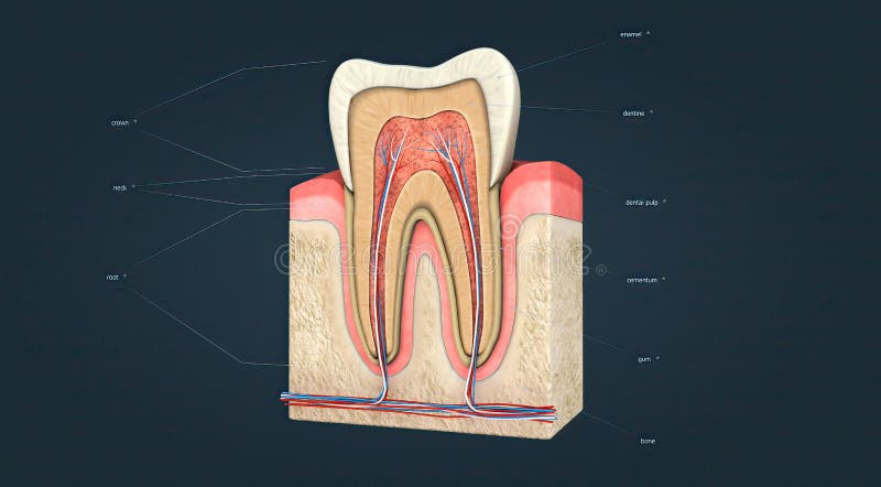Anatomy Dentine Stock Illustrations – 184 Anatomy Dentine Stock ...