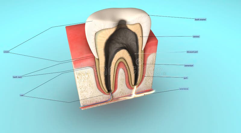 Anatomy of the Tooth and Gums and the Supporting Structures Surrounding ...