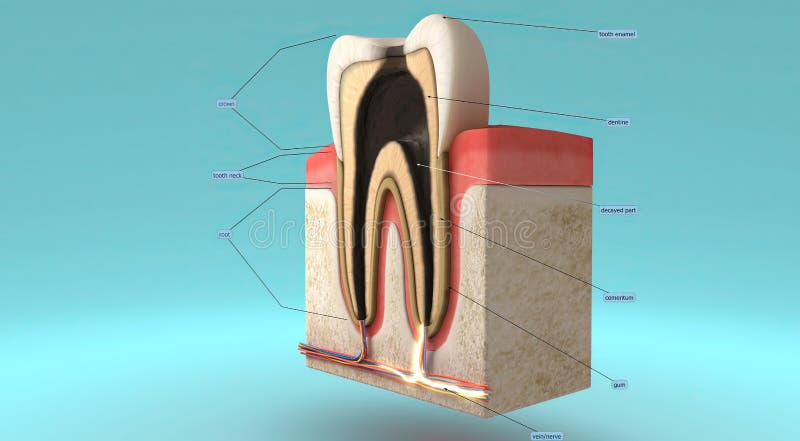 Anatomy of the Tooth and Gums and the Supporting Structures Surrounding ...