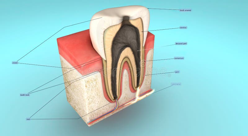 Anatomy of the Tooth and Gums and the Supporting Structures Surrounding ...