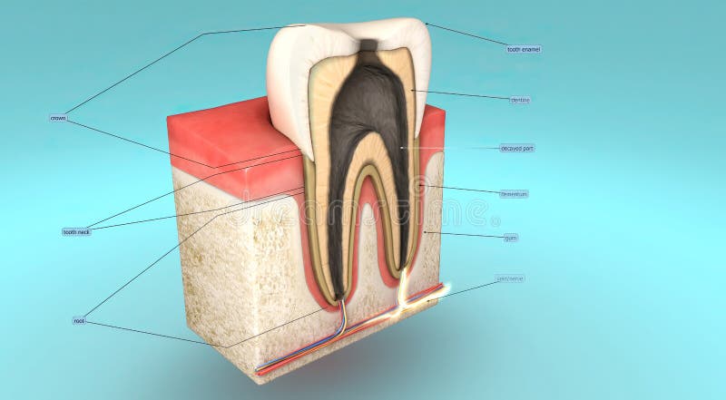 Anatomy of the Tooth and Gums and the Supporting Structures Surrounding ...