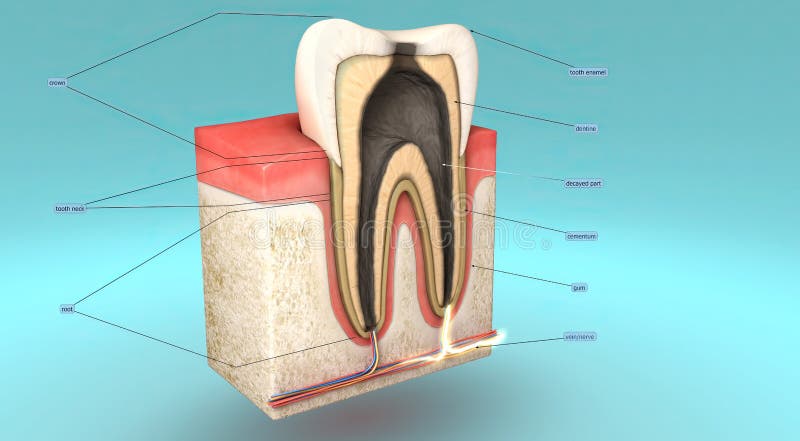 Anatomy of the Tooth and Gums and the Supporting Structures Surrounding ...