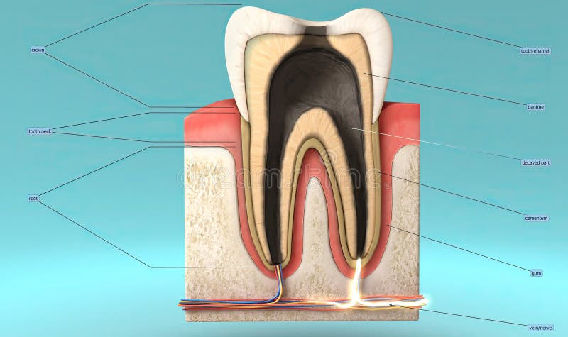 Anatomy of the Tooth and Gums and the Supporting Structures Surrounding ...
