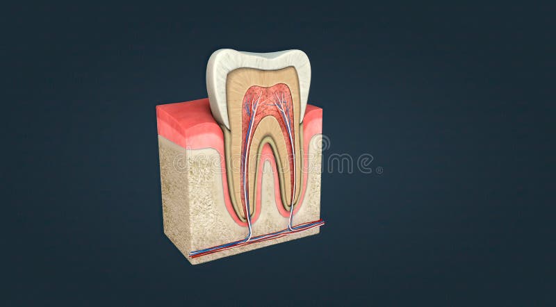 Anatomy of the Tooth and Gums and the Supporting Structures Surrounding ...