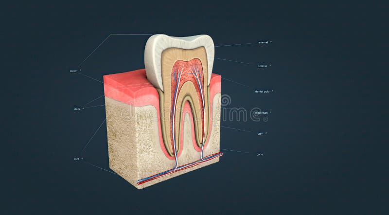 Anatomy of the Tooth and Gums and the Supporting Structures Surrounding ...