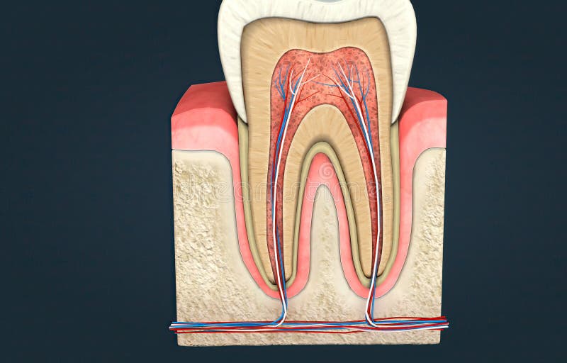 Anatomy of the Tooth and Gums and the Supporting Structures Surrounding ...