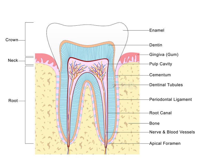 Human Tooth Detailed Anatomy Stock Illustrations – 802 Human Tooth ...