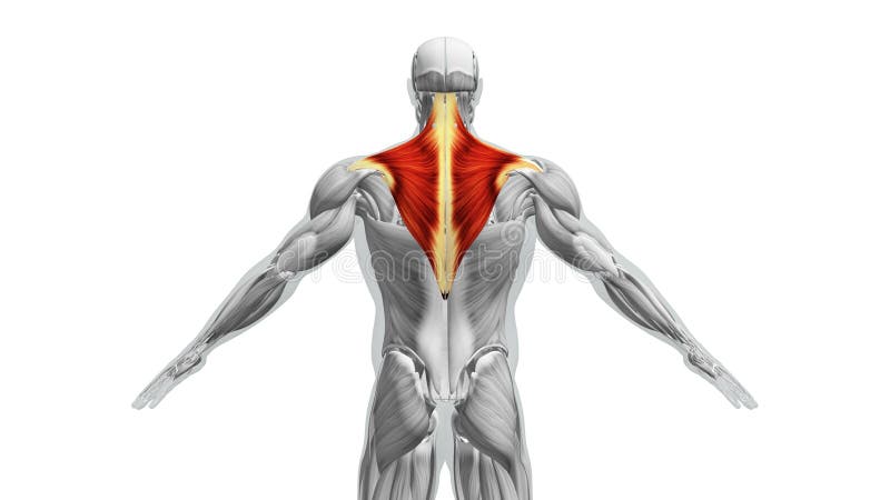 Anatomy of the Trapezius Muscles Stock Illustration - Illustration of ...