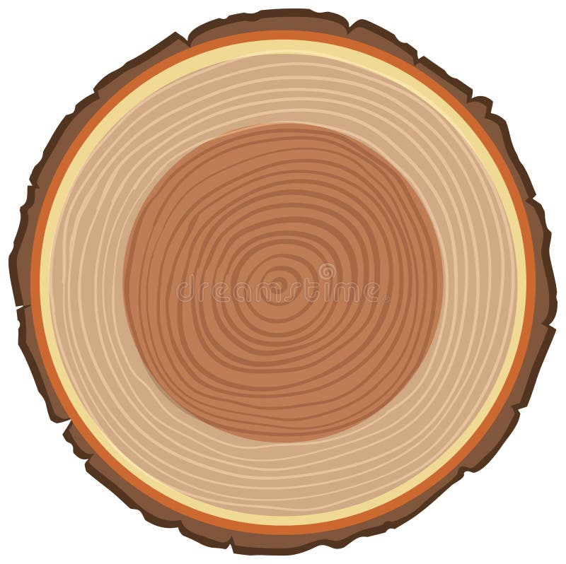 Anatomy of tree trunk stock vector. Illustration of biology - 244793911