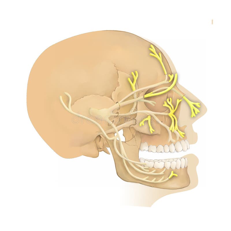 Anatomy of the Human Eye and Visual Apparatus Stock Illustration ...