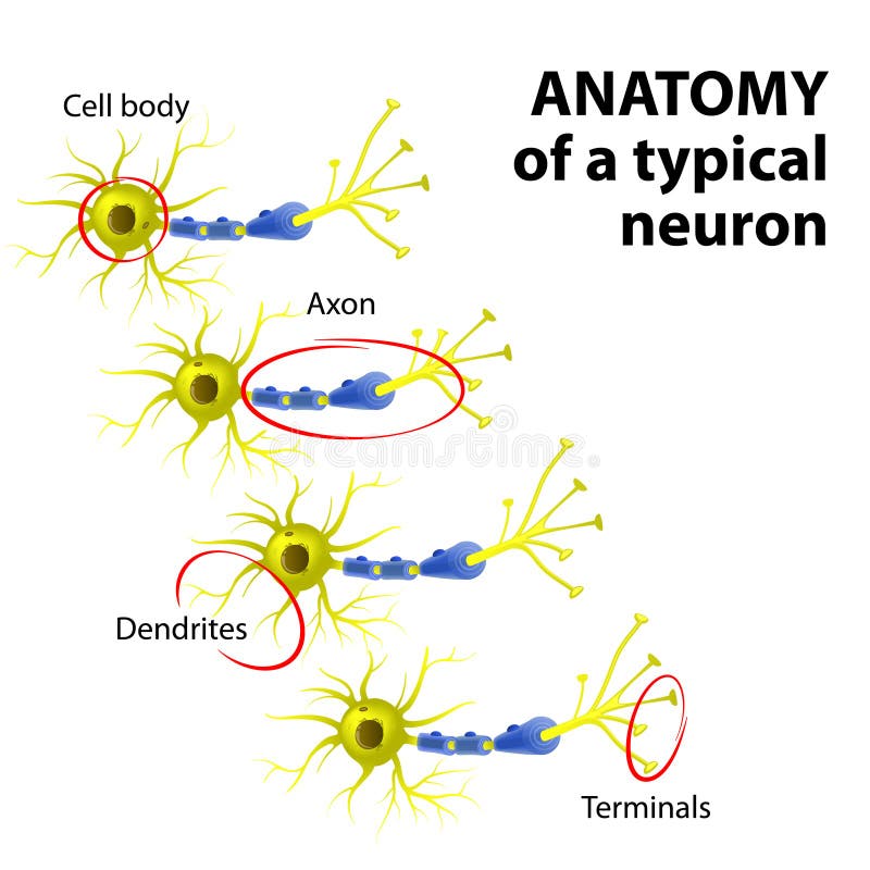 Structure Of A Typical Neuron Stock Illustration