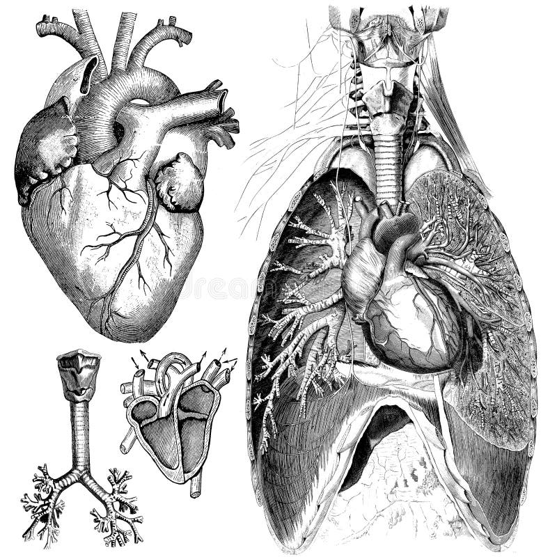 Anatomy Victorian Stock Illustrations – 277 Anatomy Victorian Stock ...