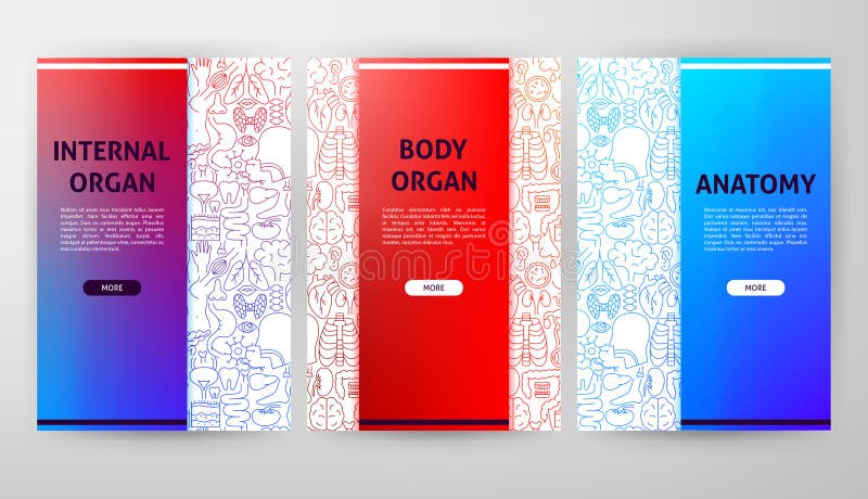 Anatomy Flyer Concepts stock vector. Illustration of organ - 260723597