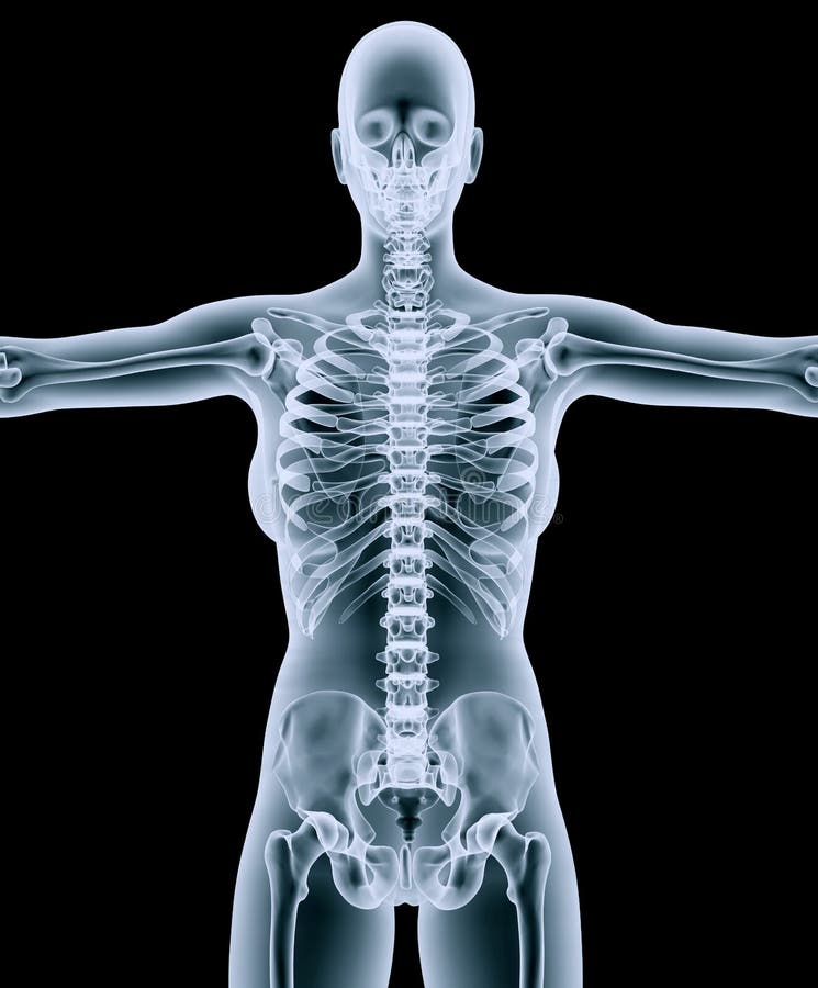 Anatomy of a Woman on Black with Clipping Path Stock Illustration ...