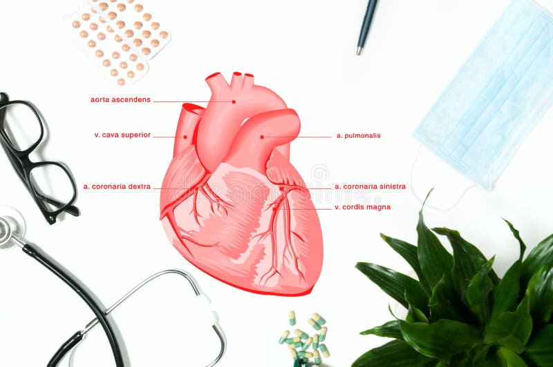 Anatomy. Workplace of Doctor with Medical Items Stock Illustration ...
