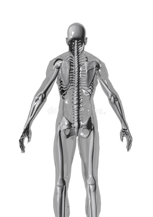Human Body Free Stock Photos & Pictures, Human Body Royalty-Free and ...