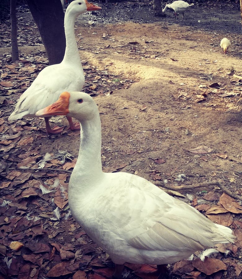 Anatra fotografia stock. Immagine di becco, anatroccoli - 114494918