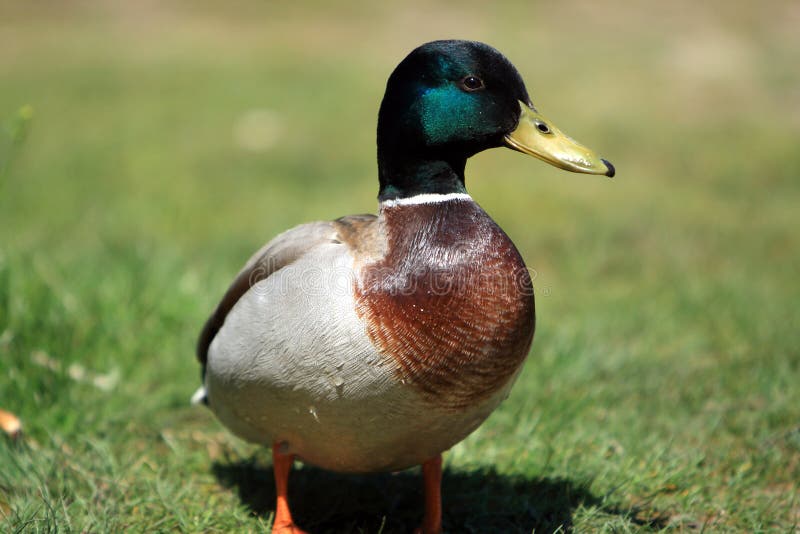 Anatra immagine stock. Immagine di anatra, pastorale - 10369855