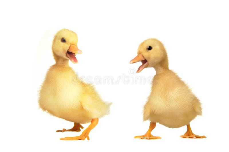 Anatra e pulcino immagine stock. Immagine di piuma, marrone - 17154877