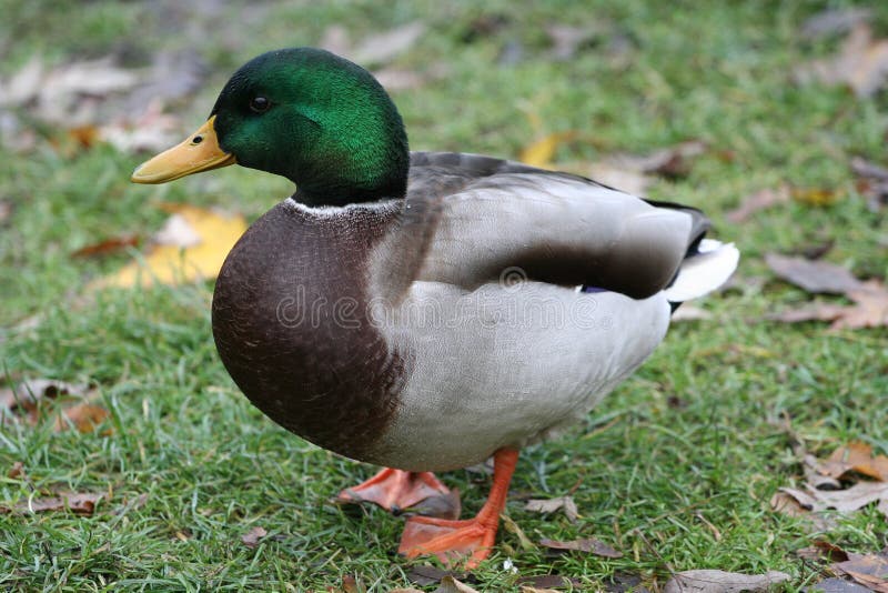 Anatra immagine stock. Immagine di wildlife, animali, anatra - 1834303