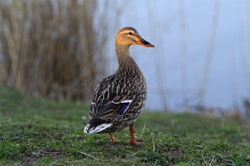 Anatra immagine stock. Immagine di anatra, falco, animali - 2088873