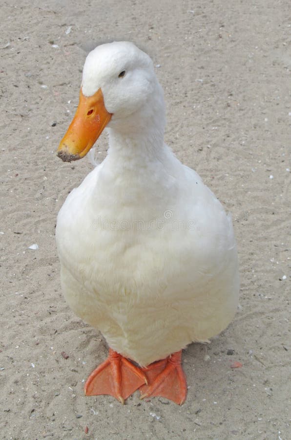 Anatra nera fotografia stock. Immagine di nave, giallo - 591530