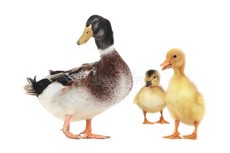 Anatra e pulcino immagine stock. Immagine di piuma, marrone - 17154877