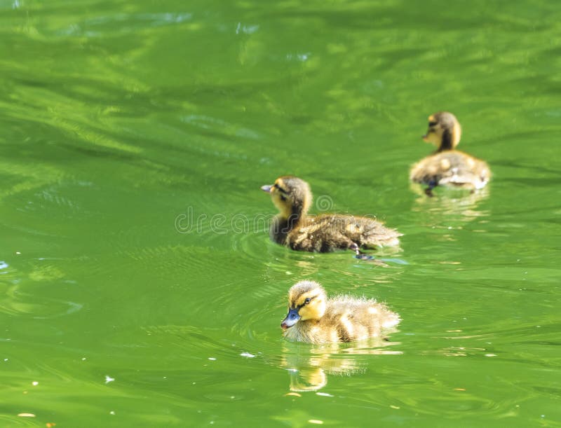 Anatra fotografia stock. Immagine di parco, anatra, acqua - 44677672