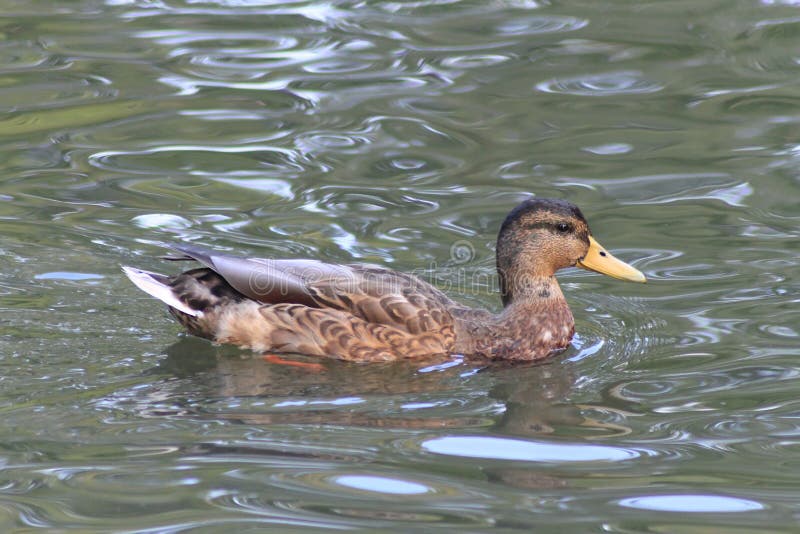 Anatra immagine stock. Immagine di nazionale, stagno - 59494769