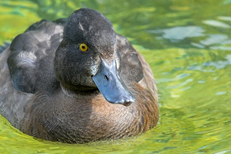 Anatra fotografia stock. Immagine di fotographia, animale - 79994428