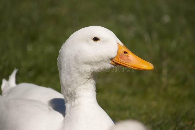 Anatra bianca immagine stock. Immagine di verde, becco - 33733487