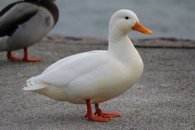Anatra bianca immagine stock. Immagine di fattura, uccello - 36982277