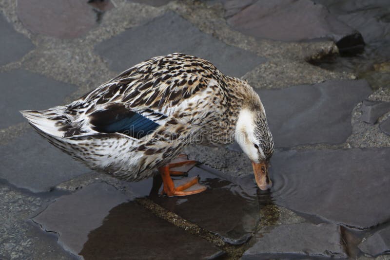 Anatra bianca fotografia stock. Immagine di anatra, becco - 63327018