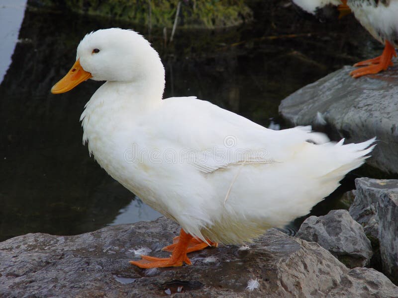 Anatra muta domestica immagine stock. Immagine di uccello - 31369583