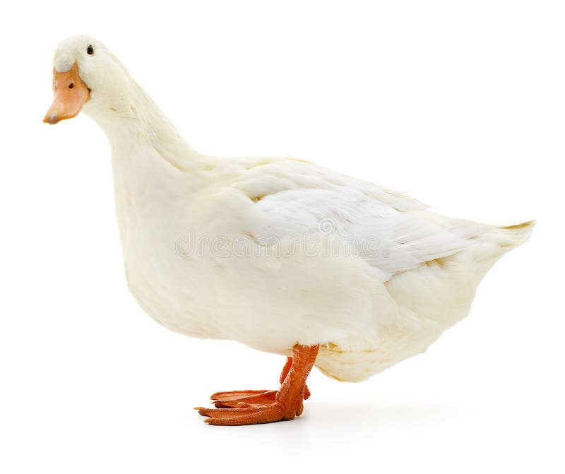Anatra bianca fotografia stock. Immagine di esterno, podere - 49776540