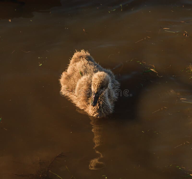 Anatra Brutta, Pulcino Del Cigno Fotografia Stock - Immagine di nave ...