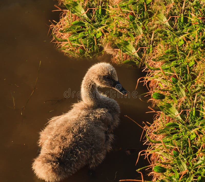 Anatra Brutta, Pulcino Del Cigno Immagine Stock - Immagine di waterbird ...