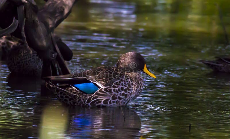 Anatra Dal Becco Giallo, Undulata Di Anas Immagine Stock - Immagine di ...