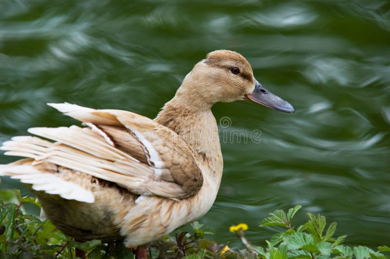 Anatra dal fiume fotografia stock. Immagine di nave, uccello - 14471612
