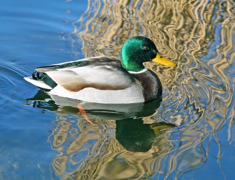 Anatra del germano reale fotografia stock. Immagine di canne - 13274990