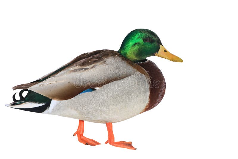 Anatra Colourful Del Germano Reale Isolata Su Bianco Fotografia Stock ...