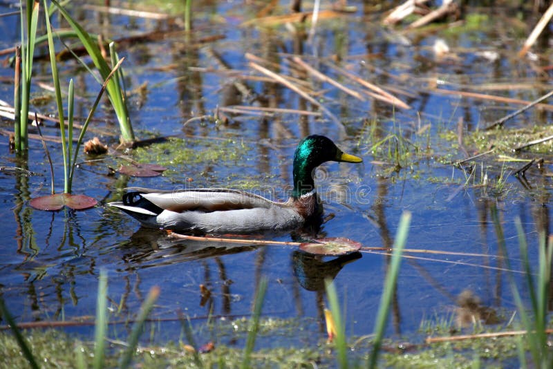 Anatra del germano reale fotografia stock. Immagine di galleggiante ...