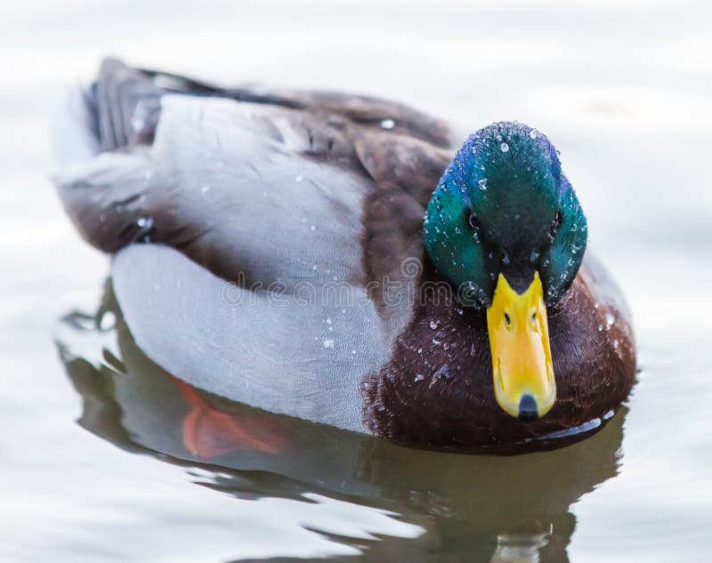 Anatra del germano reale immagine stock. Immagine di stagno - 28109599