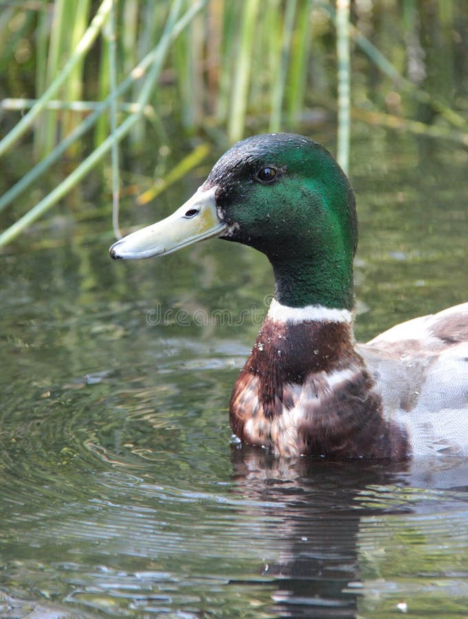 Anatra del germano reale fotografia stock. Immagine di colori - 28981242