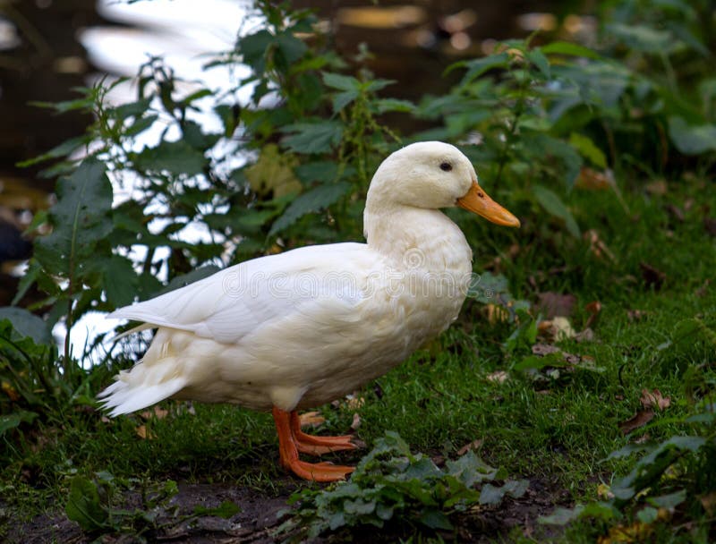 Anatra Del Germano Reale Dell'albino Immagine Stock - Immagine di ...