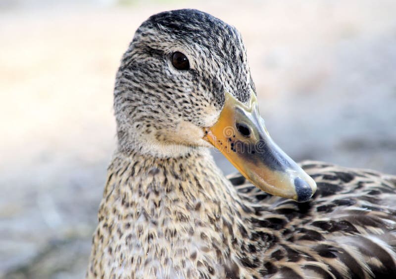 Anatra Del Germano Reale - Femmina Immagine Stock - Immagine di piume ...