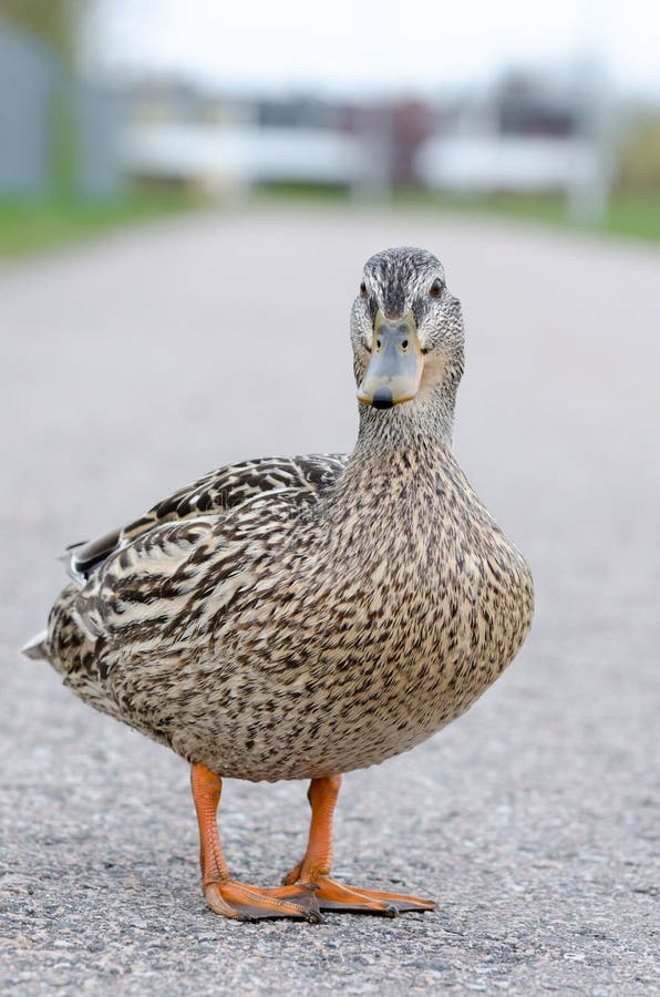 Anatra Della Femmina Di Mallard Fotografia Stock - Immagine di animale ...