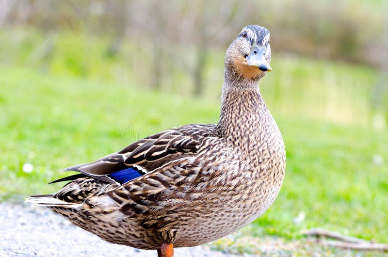 Anatra Della Femmina Di Mallard Fotografia Stock - Immagine di animale ...