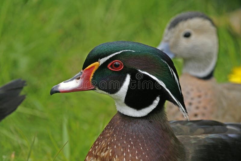 Anatra Di Legno - Anatra Della Carolina Immagine Stock - Immagine di ...