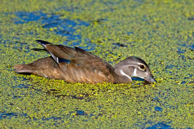 Anatra di legno giovanile immagine stock. Immagine di pulcino - 25868363